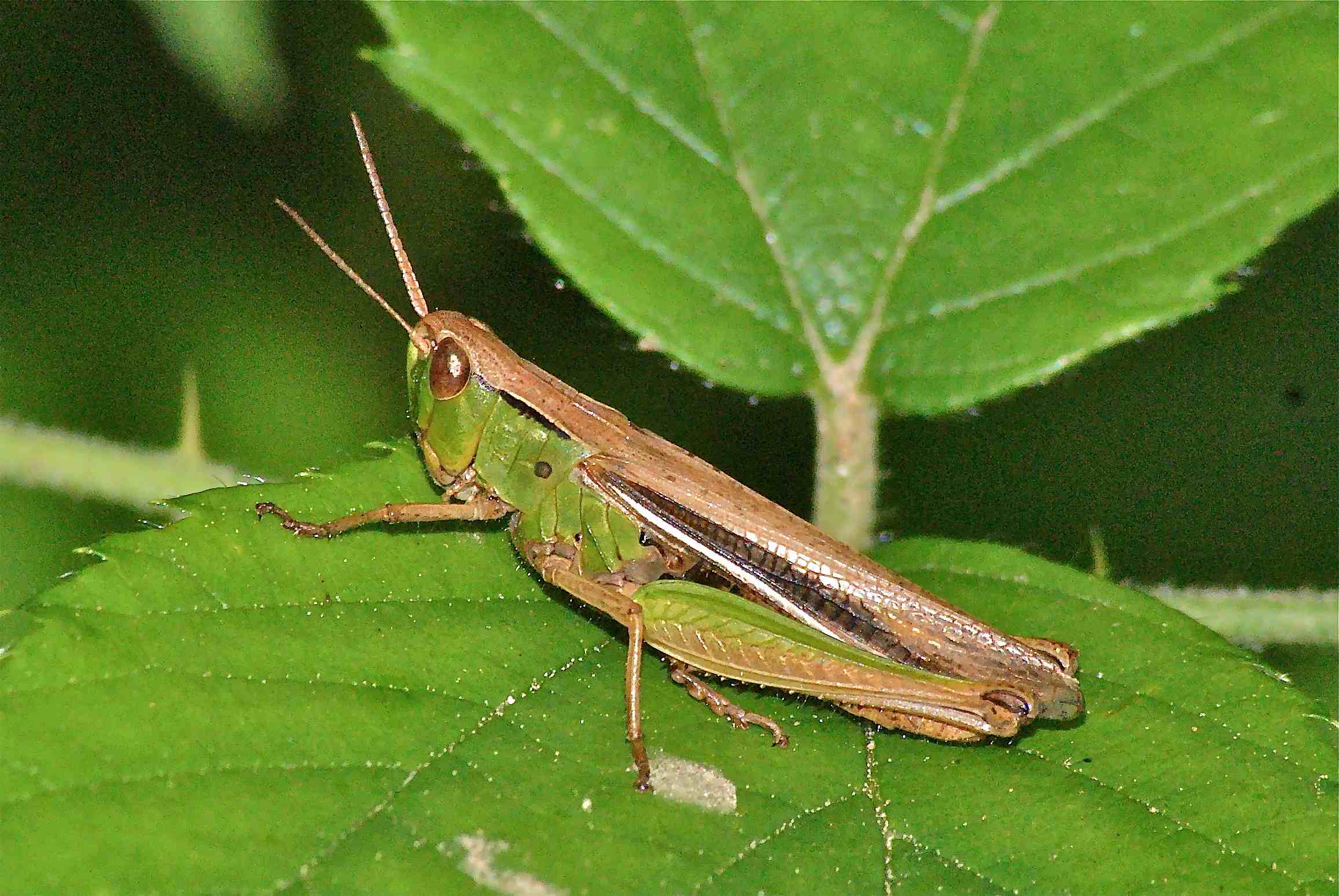 Criquet, sauterelles, et grillons, des insectes à observer et à écouter ...